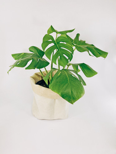 Monstera Deliciosa - Costilla de Adán | Un Cuarto Verde