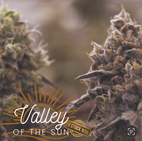 Valley of the Sun | Zaza Genetics