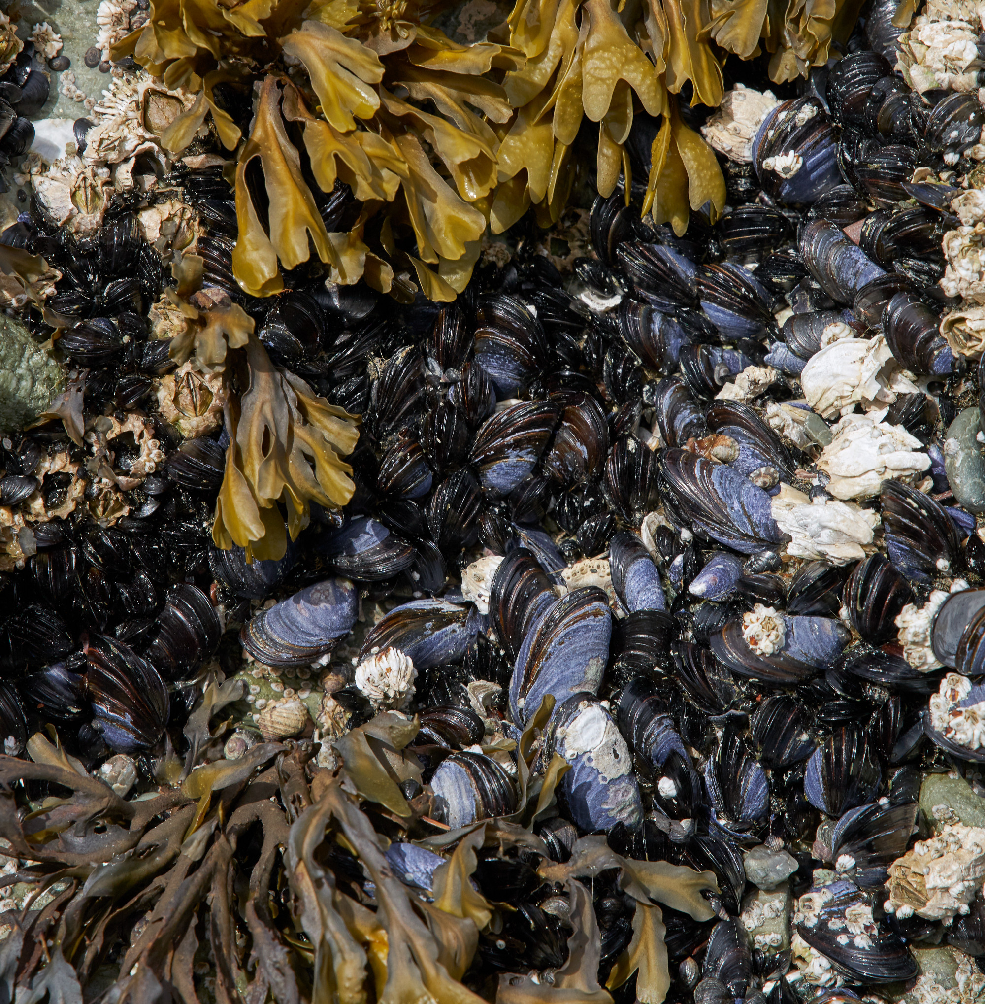 Mussels Exploration- Southern Sonoma! | Flora & Fungi