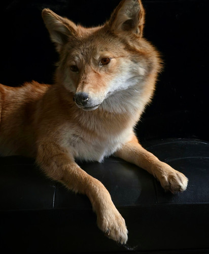 Red coyote softmount | ChallengersVeir