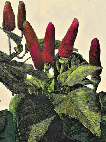 Red Hot Chili Peppers | Frank Goff's Art