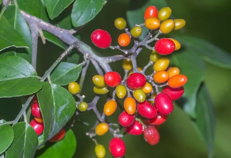 IndigiGrow - Australian Bushfoods