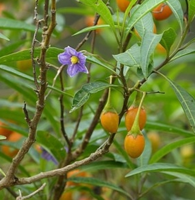 Kangaroo Apple - Solanum aviculare | Indigigrow