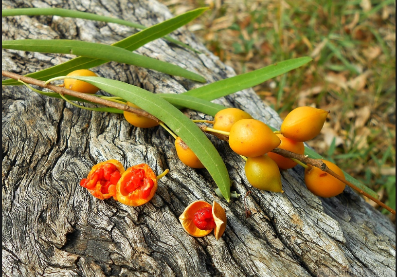 IndigiGrow - Australian Bushfoods