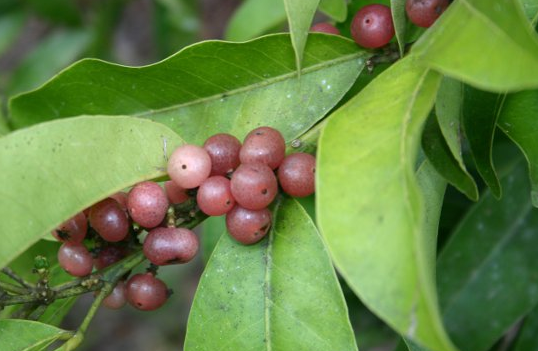 IndigiGrow - Australian Bushfoods