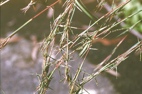 Cymbopogon Refractus - Barbed Wire Grass | Indigigrow
