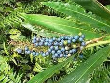 IndigiGrow - Australian Bushfoods