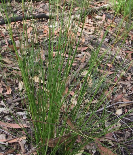 Eastern Suburbs Banksia Scrub | Indigigrow