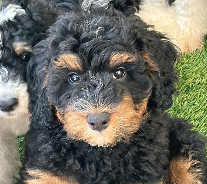 GUARDIAN PROGRAM | Huckleberry Doodles