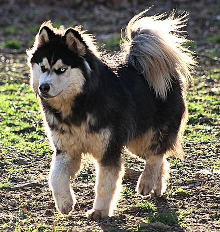 Wooly Siberian Huskies | Indiana Breeder | Siberian Husky Colors