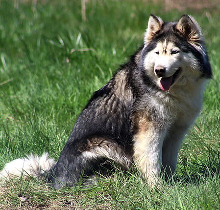 Wooly Siberian Huskies | Indiana Breeder | Siberian Husky Colors