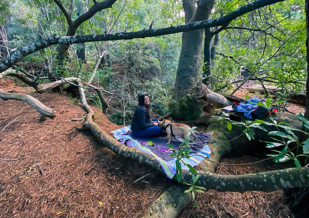 A Locals Guide to Newlands Forest