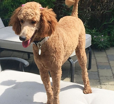 Doodles | Grooming By Amanda