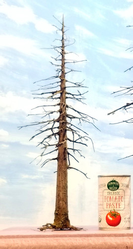 Snag Trees - 14-15 Inches | CSP