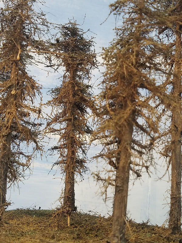 Fire Damage or Insect Infested Model Fir Trees | Coastmans
