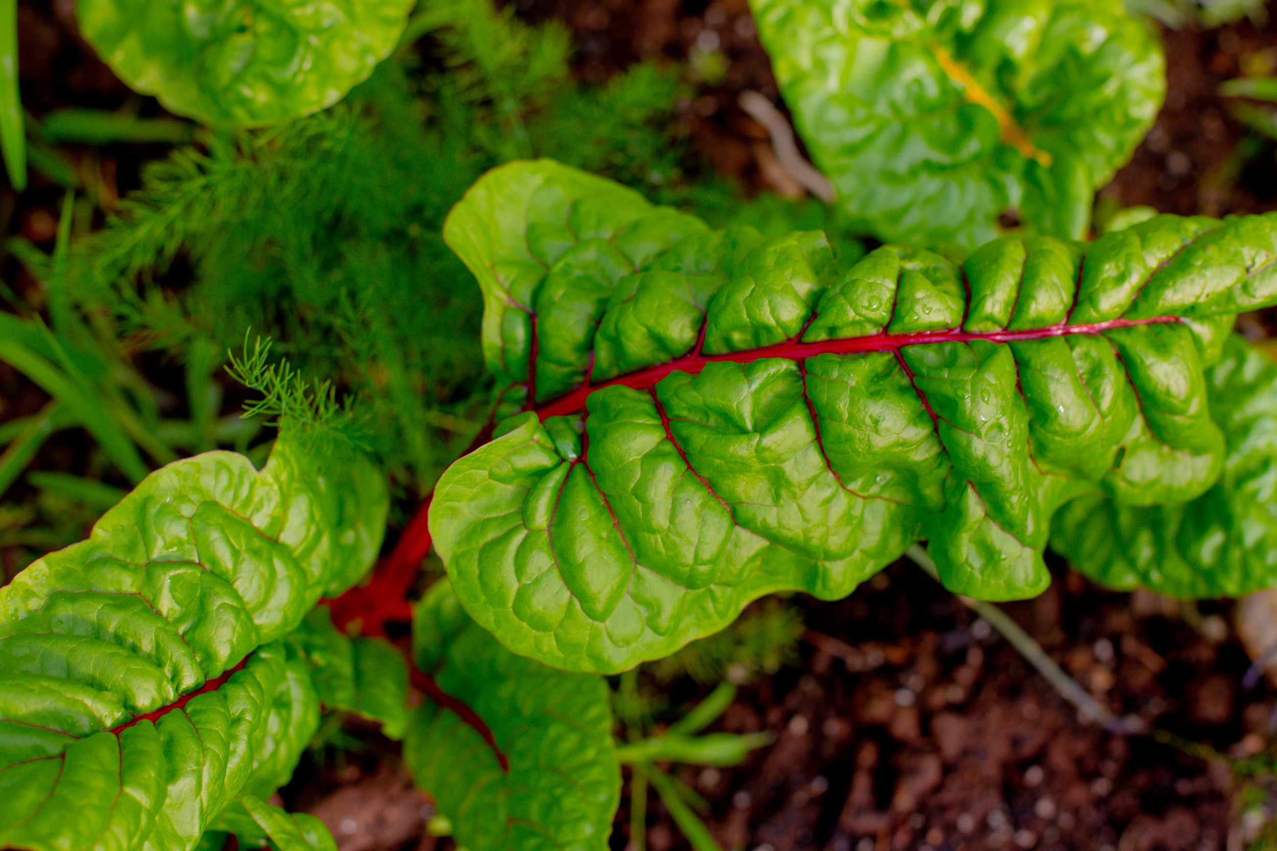 Farm Photography by Lily Venable