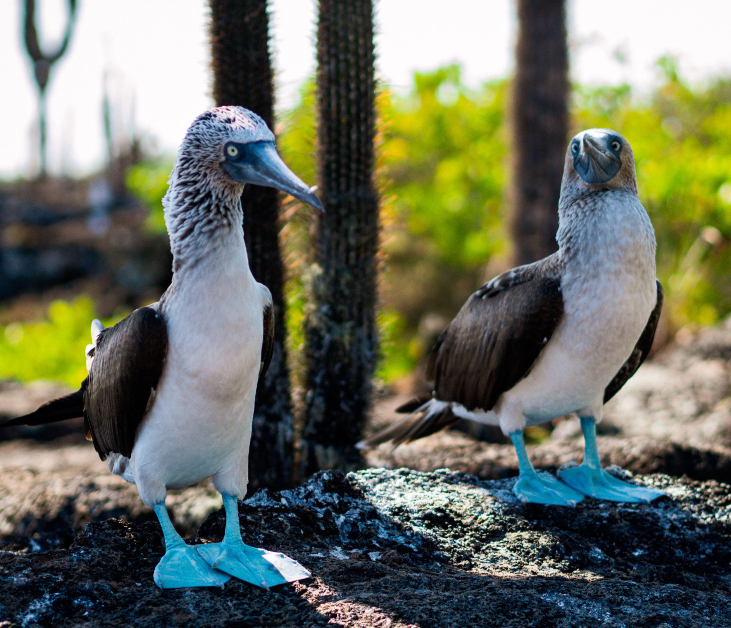 The Galapagos Islands: Where Evolution Unfolds Before Your Eyes