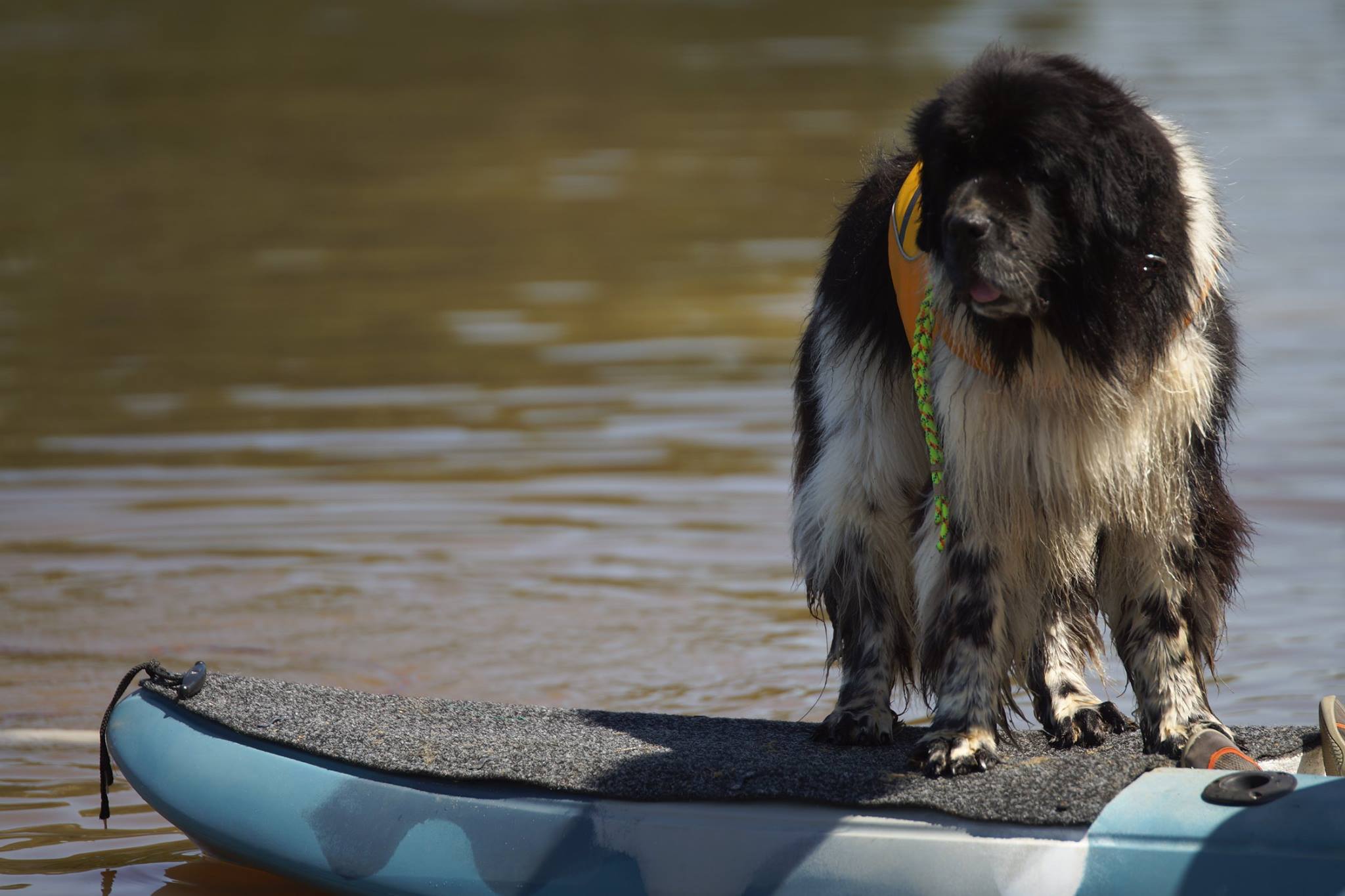Water Training | Newfoundland Club of Victoria Inc. Australia