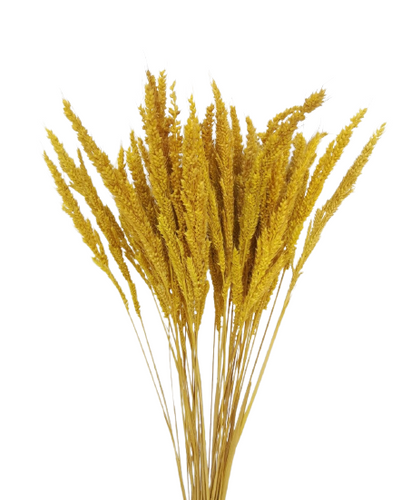 Pinion grass | erawandesign