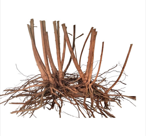 Spider wood | erawandesign