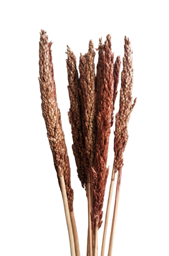 Millet Flower | erawandesign