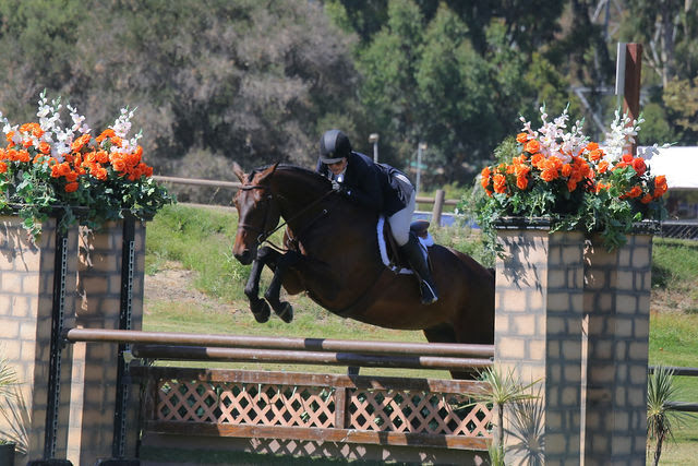 TRAINING | Atherton, California | Round Meadow Farm