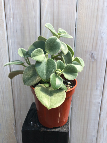 Peperomia Incana - Felted Pepperface | Appalacian Plant Co
