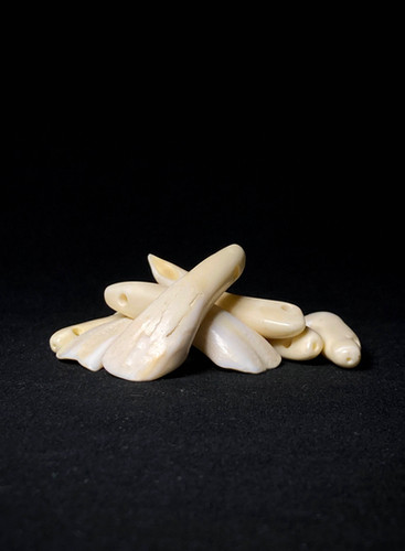 Water Buffalo Teeth | The Purple Ravens