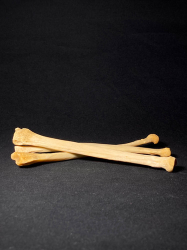 Coyote Leg Bone | The Purple Ravens