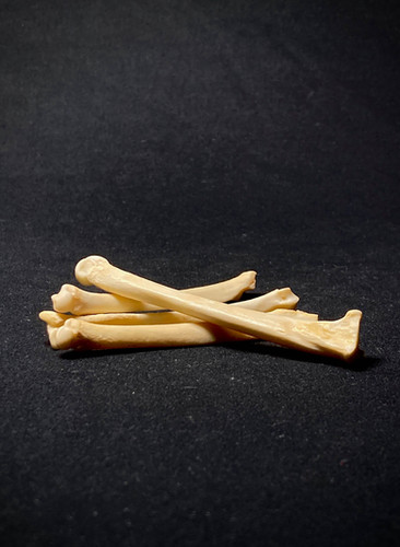 Coyote Foot Bones | The Purple Ravens