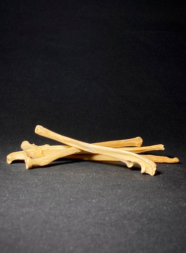 Raccoon Leg Bone | The Purple Ravens