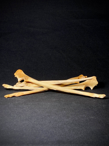 Coyote Ulna Leg Bone | The Purple Ravens