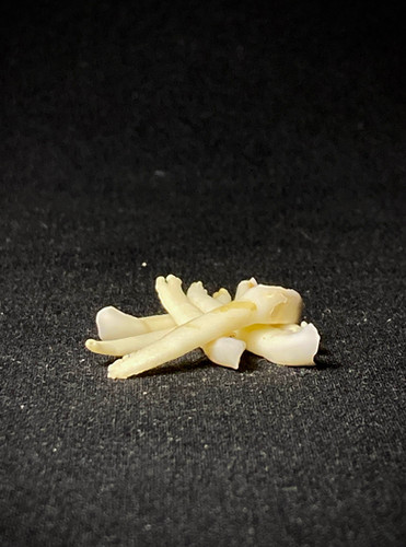 Deer Teeth | The Purple Ravens