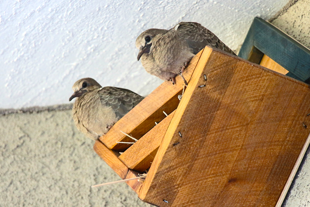 Lovey Dovey Birdhouses | Diamond