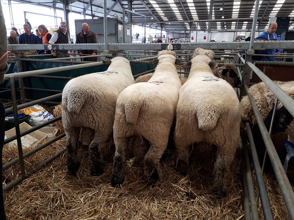 Oxford Down Sheep | Oxford Down Sheep Breeders Association