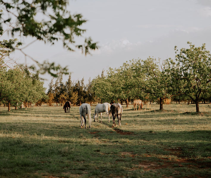 Contact | The Stables