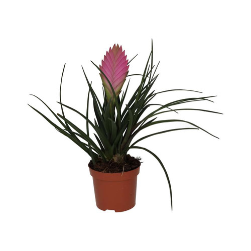 Pro Rep Pink Quill Bromeliad (Tillandsia cyanea) | Blue Lizard Reptiles
