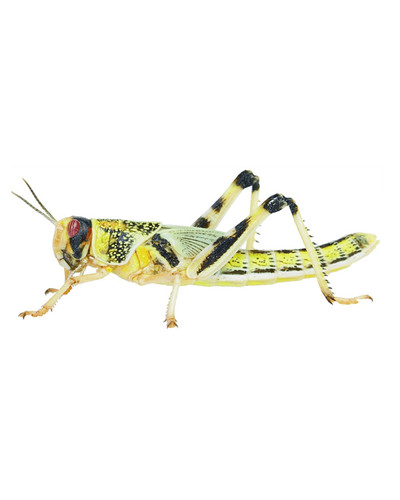 Locusts Bulk Bag | Blue Lizard Reptiles