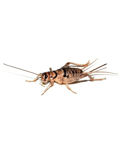 Banded Crickets Standard Pack | Blue Lizard Reptiles