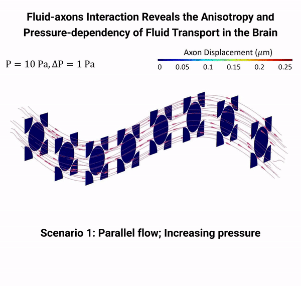 Linking fluid-axons interactions to the fluid transportproperties of ...