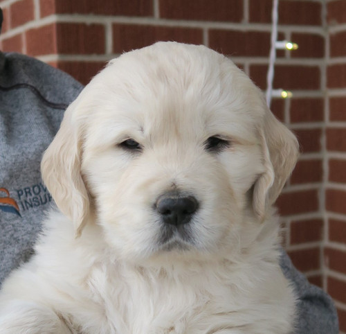 Gray Boy | Prairiegrass