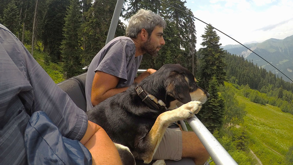 Viajar con perro en Georgia