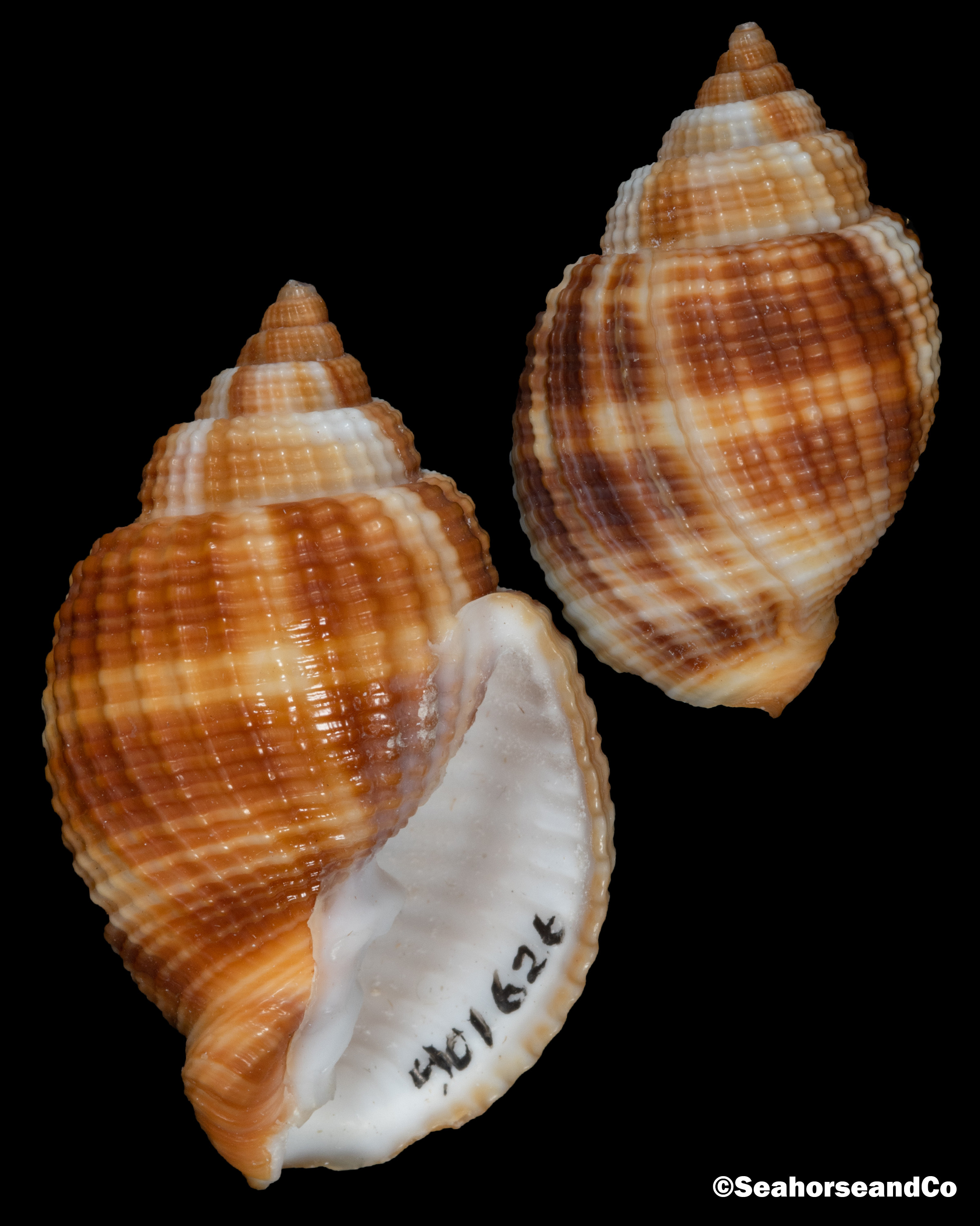 Common Nutmeg: Cancellaria reticulata (Linnaeus, 1767)