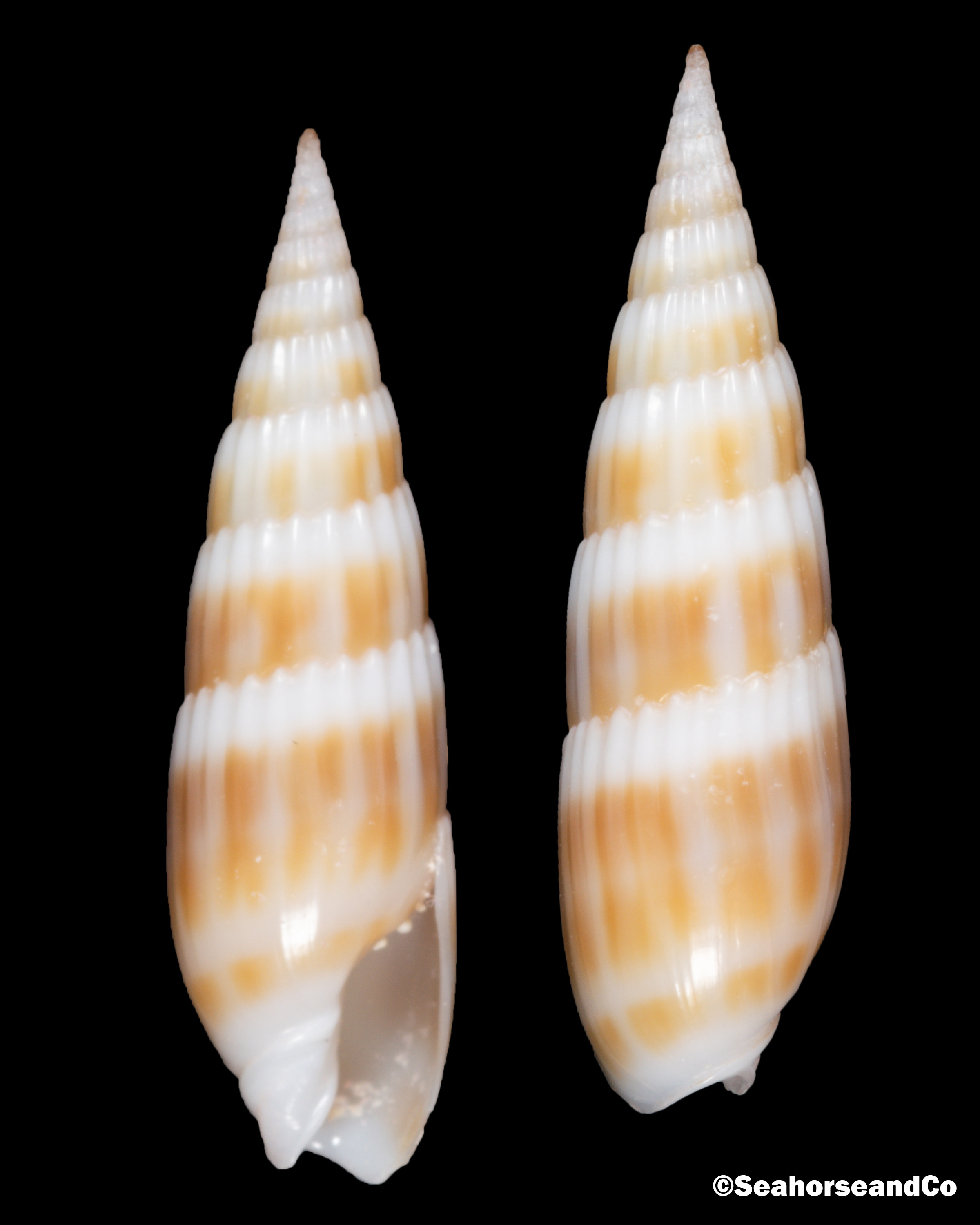 Shiny Auger: Hastula hastata (Gmelin, 1791)