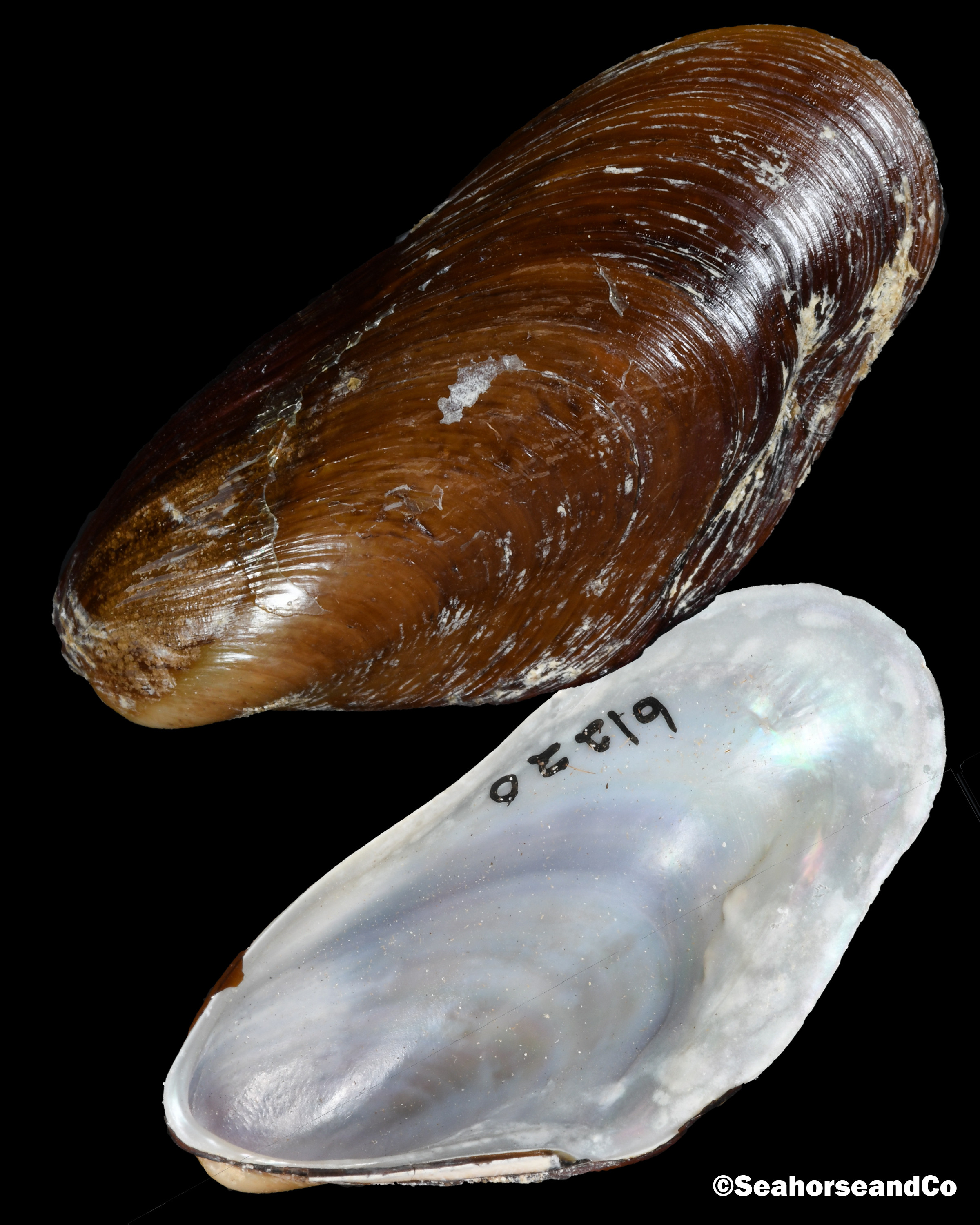 Southern Horse Mussell: Modiolus squamosus Beauperthuy, 1967