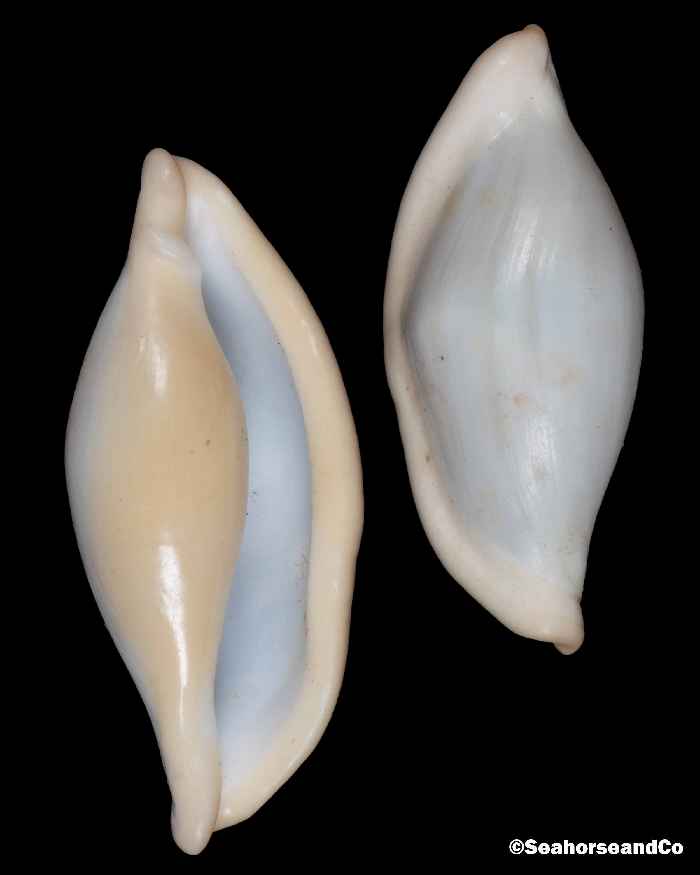 Intermediate Egg Shell: Cyphoma intermedium (G. B. Sowerby I, 1828)