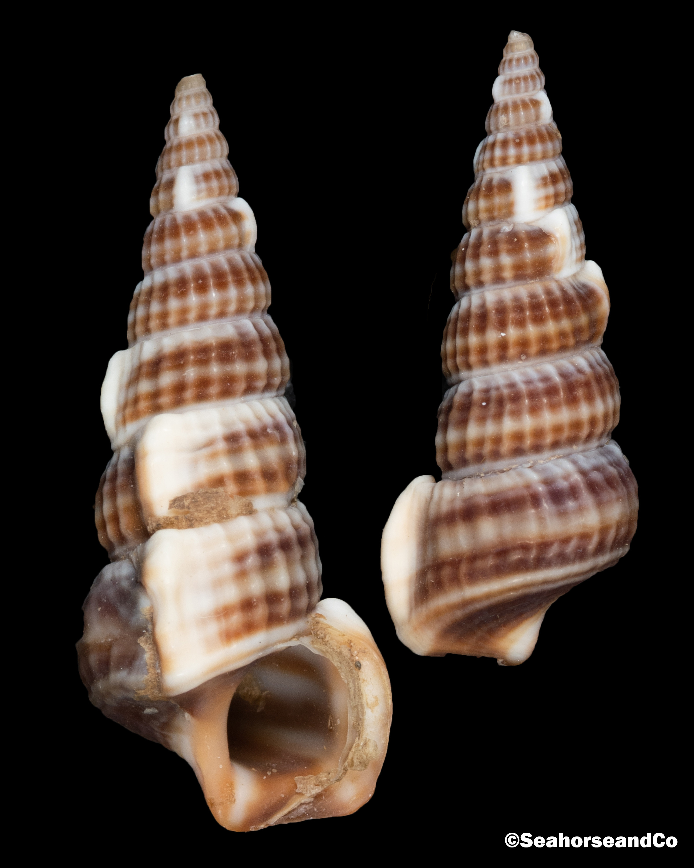 Plicate Horn Snail: Cerithideopsis pliculosa (Menke, 1829)