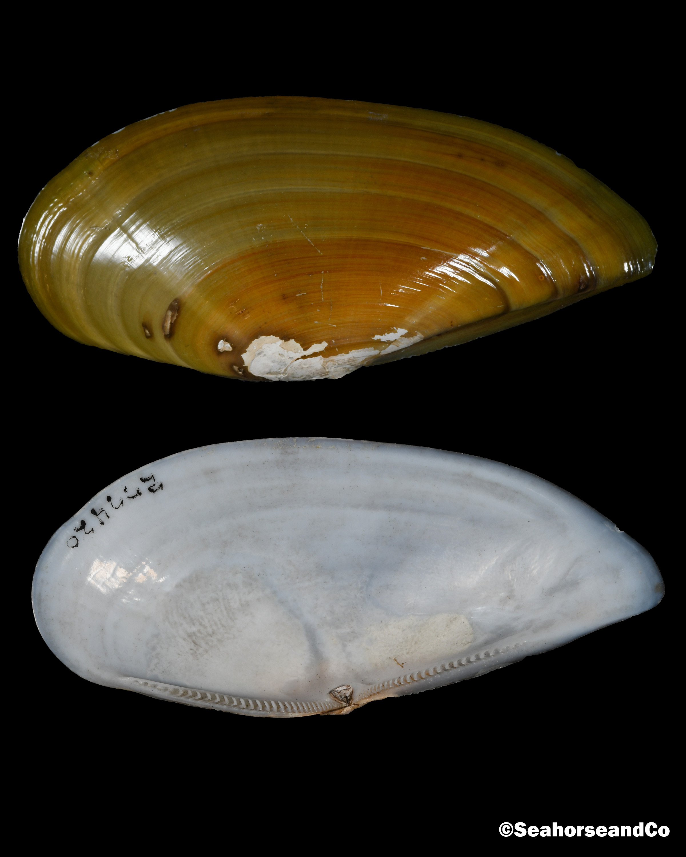 File Yoldia: Yoldia limatula (Say, 1831)