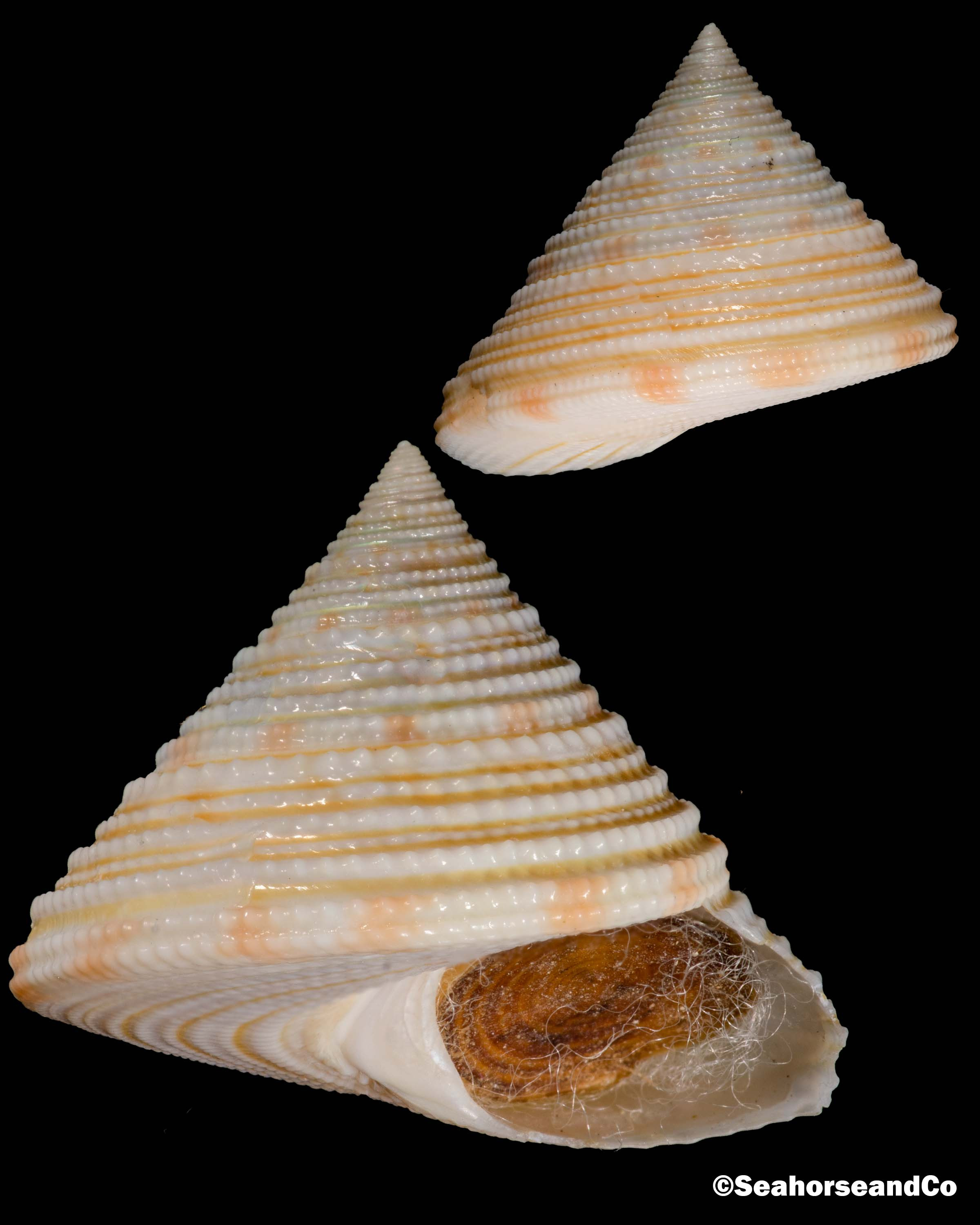 Psyche Top Snail: Calliostoma psyche Dall, 1888