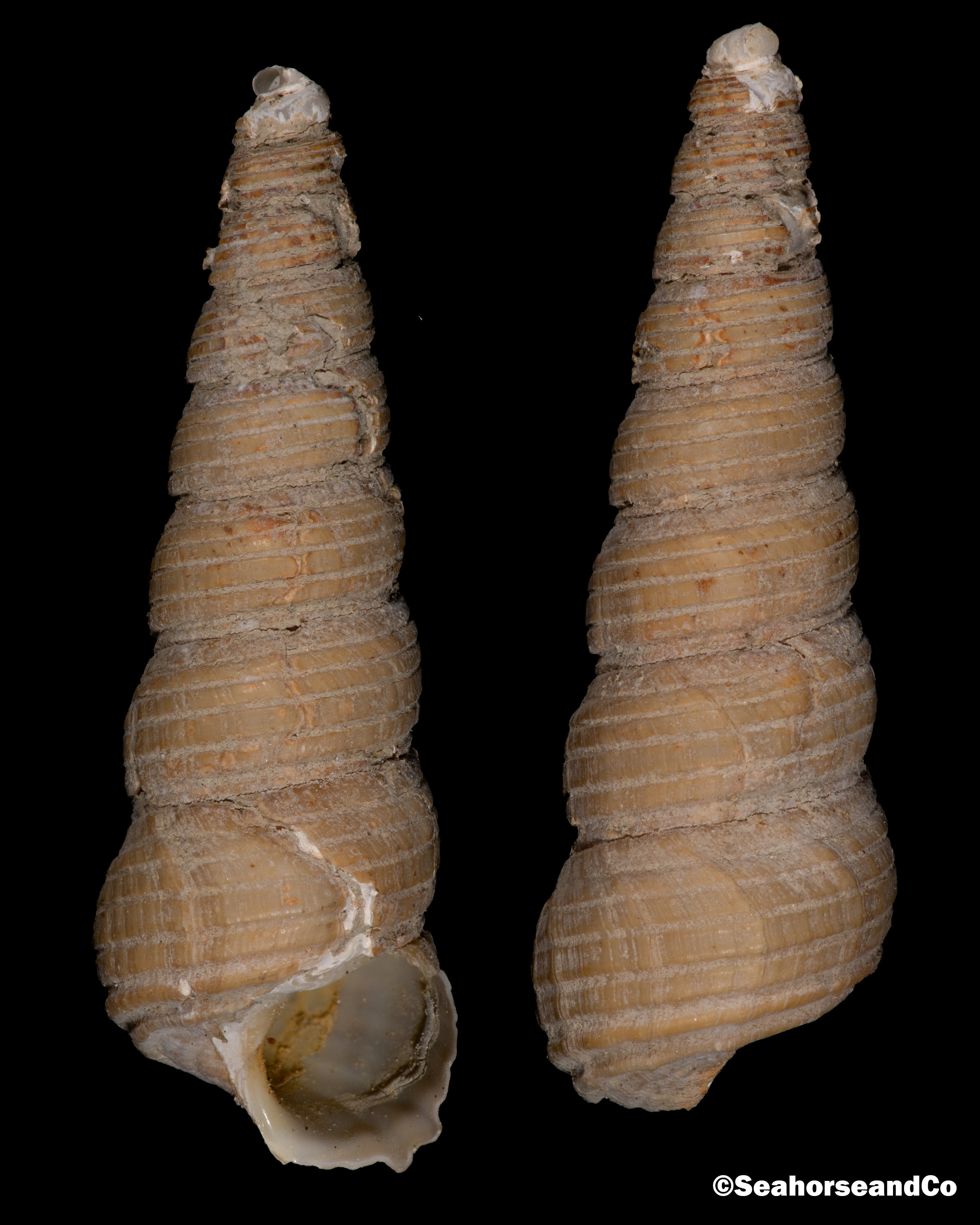 Eroded Turretsnail: Tachyrhynchus erosus (Couthouy, 1838)